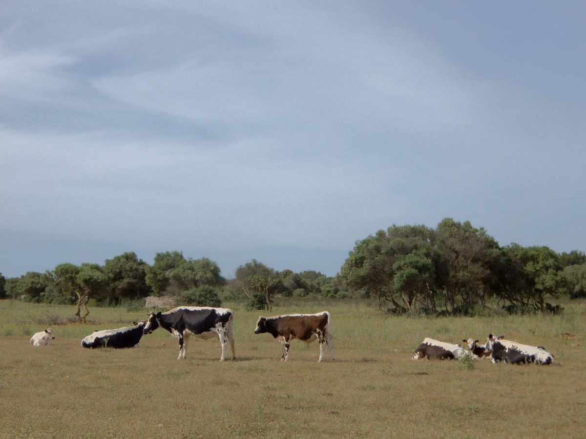 Galería – Vaca de la Reina