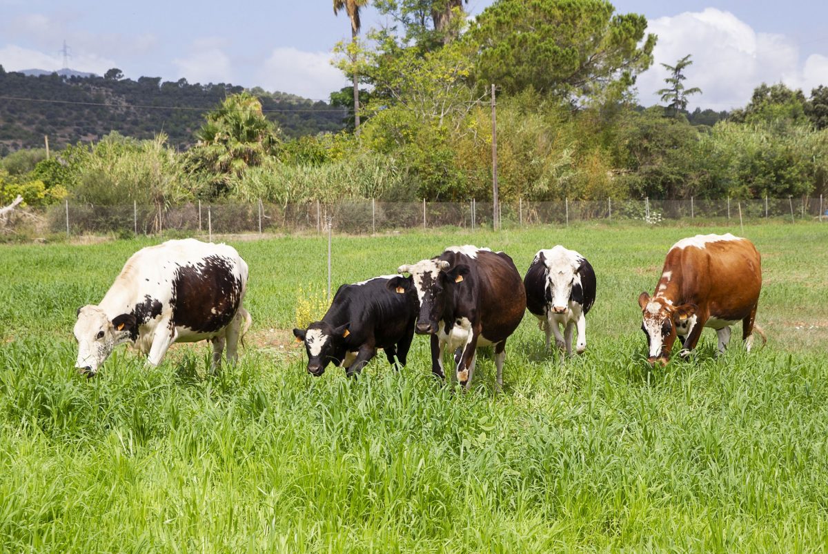 Galería – Vaca de la Reina