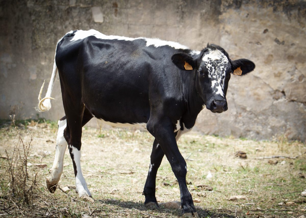 Galería – Vaca de la Reina