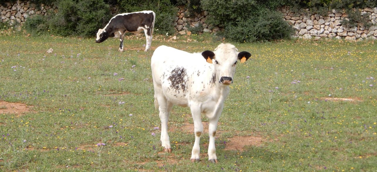 Vaca de la Reina – Vaca de la Reina